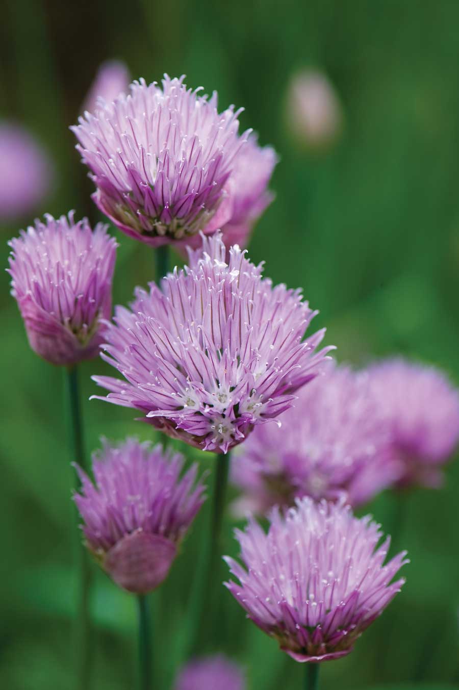 Your Guide to Fresh Herbs Year-Round - Mother Earth Living